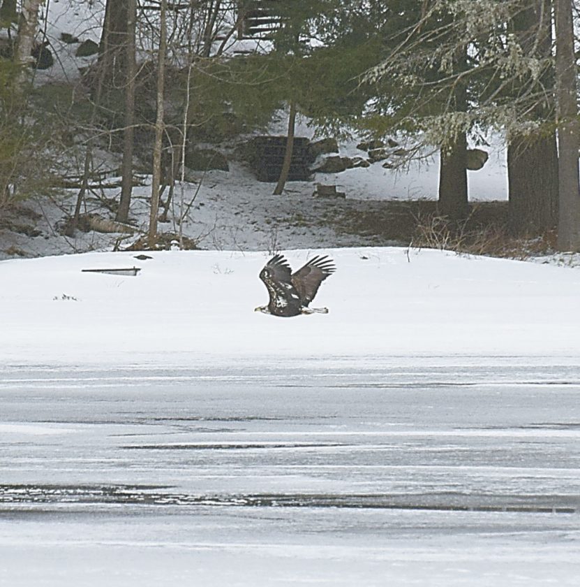 Flight over Lake Flower | News, Sports, Jobs - Adirondack Daily Enterprise